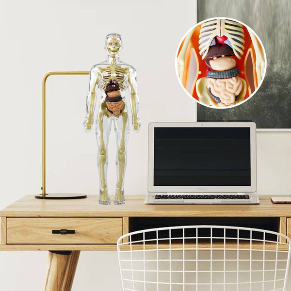 3d Human Body Torso Model for Kid Anatomy Model Skeleton – dimoohomeuk